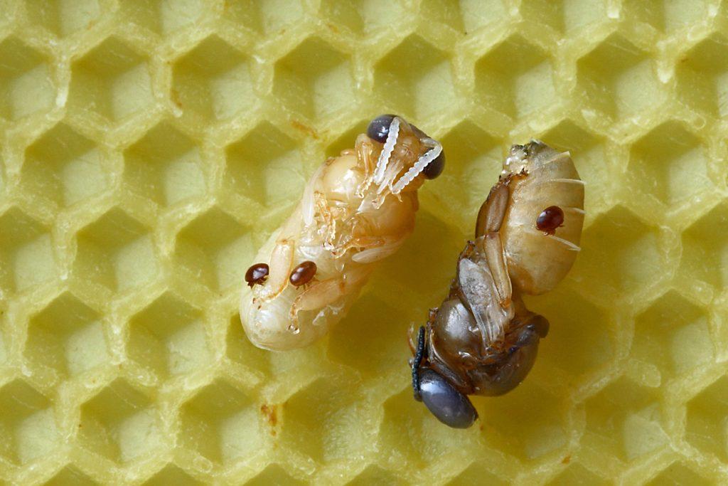 The Varroa Destructor Mite: Threats to Honey Bees and Effective ...